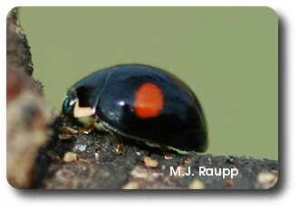 Waxy ladies: Hyperaspis ladybugs — Bug of the Week