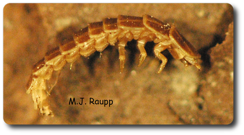 Come on baby light my fire – Lightning bugs, Lampyridae (MISSING VIDEO ...