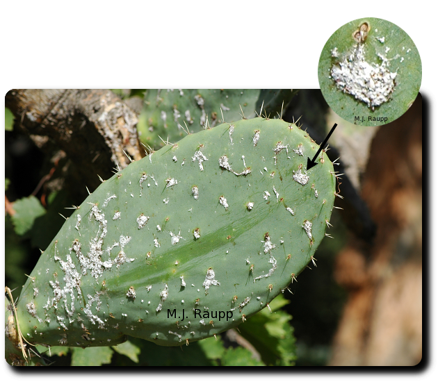 Dye In The Desert Cochineal Insects Dactylopius Coccus Bug Of The Week dye-in-the-desert-cochineal-insects-dactylopius-coccus-bug-of-the-week