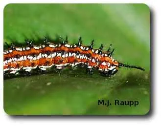 Last butterfly of the season - Variegated fritillary, Euptoieta claudia ...