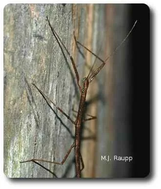 Northern Walking Stick