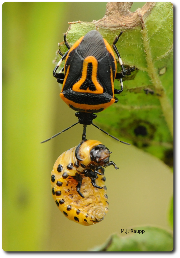 Heroes of the true bug clan: Two spotted stink bug, Perillus bioculatus ...