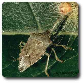 Heroes of the true bug clan: Two spotted stink bug, Perillus bioculatus ...