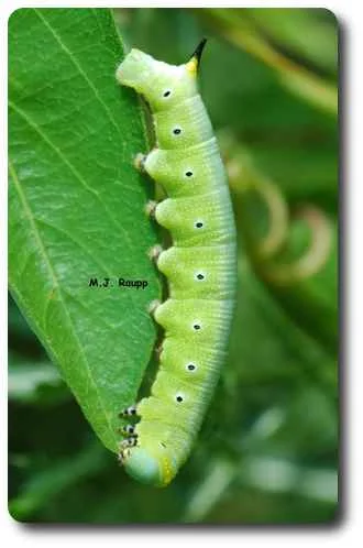 Devils and hummingbirds - Hickory horned devil, Citheronia regalis and ...