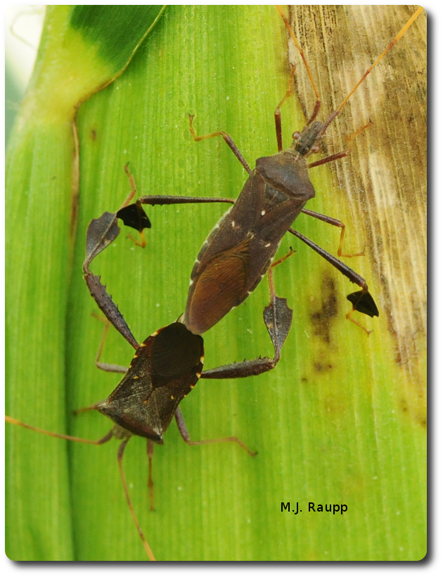 Leaf-footed lovers, Leptoglossus spp. — Bug of the Week