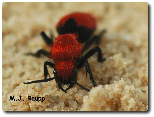 Red velvet ant, Dasymutilla occidentalis — Bug of the Week
