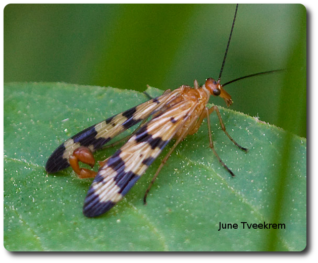 Flying Scorpion Discovered