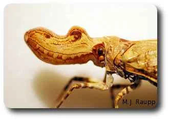 Lanternflies - Fulgoridae — Bug of the Week