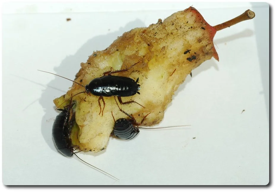 Turn on the light, a cockroach delight. Oriental Cockroach Blatta ...