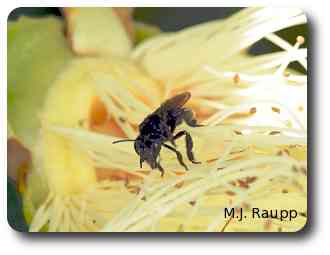 Stingless bees in Belize - Tribe, Meliponini — Bug of the Week