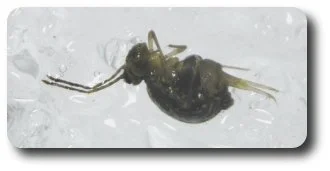 Small Olympians - Snow fleas, Collembola — Bug of the Week