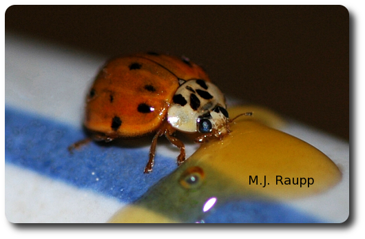 Beetlejuice, beetlejuice, beetlejuice, and multicolored Asian lady ...