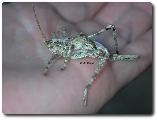Hidin' in the jungle - Cryptic katydids, beetles, and mantises — Bug of ...