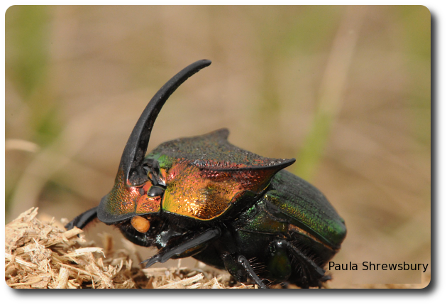 Preserve of us from "The Infection of Dungs" - Rainbow dung beetle ...