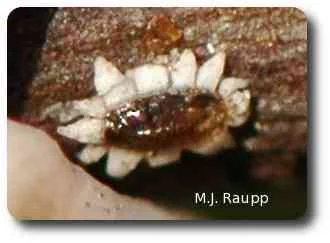 Wax on, wax off: Wax scale, Ceroplastes sp. — Bug of the Week