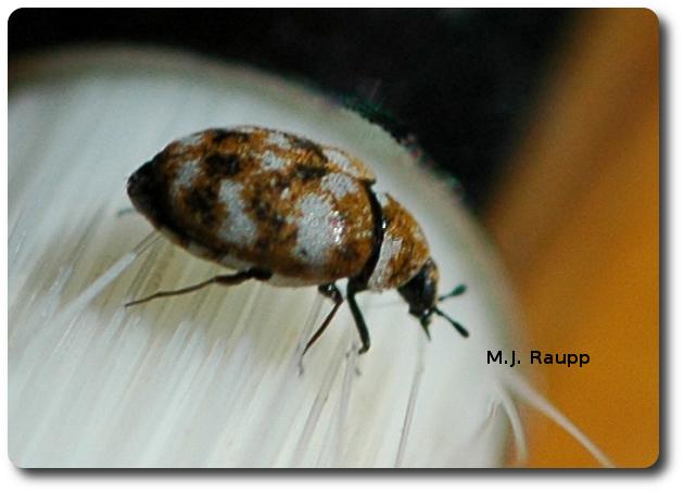 Hide And Hair Carpet Beetles I Anthrenus Sp Bug Of The Week