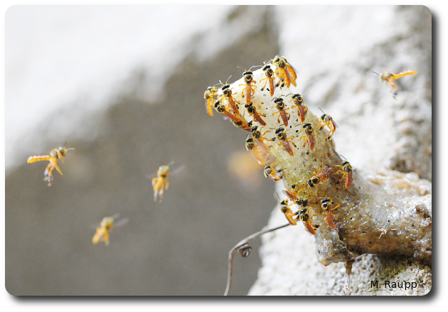 Stingless bees in Belize - Tribe, Meliponini — Bug of the Week