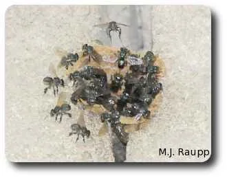 Stingless bees in Belize - Tribe, Meliponini — Bug of the Week