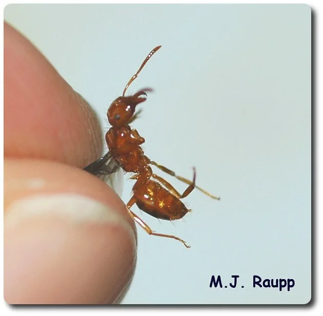 The sweet smell of ants - Citronella or Large yellow ants, Acanthomyops ...