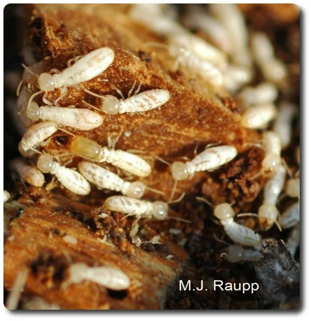 The sweet smell of ants - Citronella or Large yellow ants, Acanthomyops ...