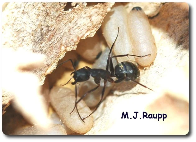 The sweet smell of ants - Citronella or Large yellow ants, Acanthomyops ...