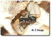 The sweet smell of ants - Citronella or Large yellow ants, Acanthomyops ...