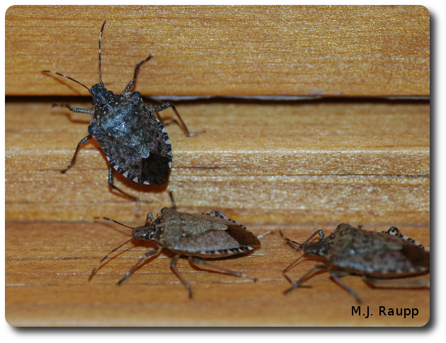 Japanese Stink Bugs