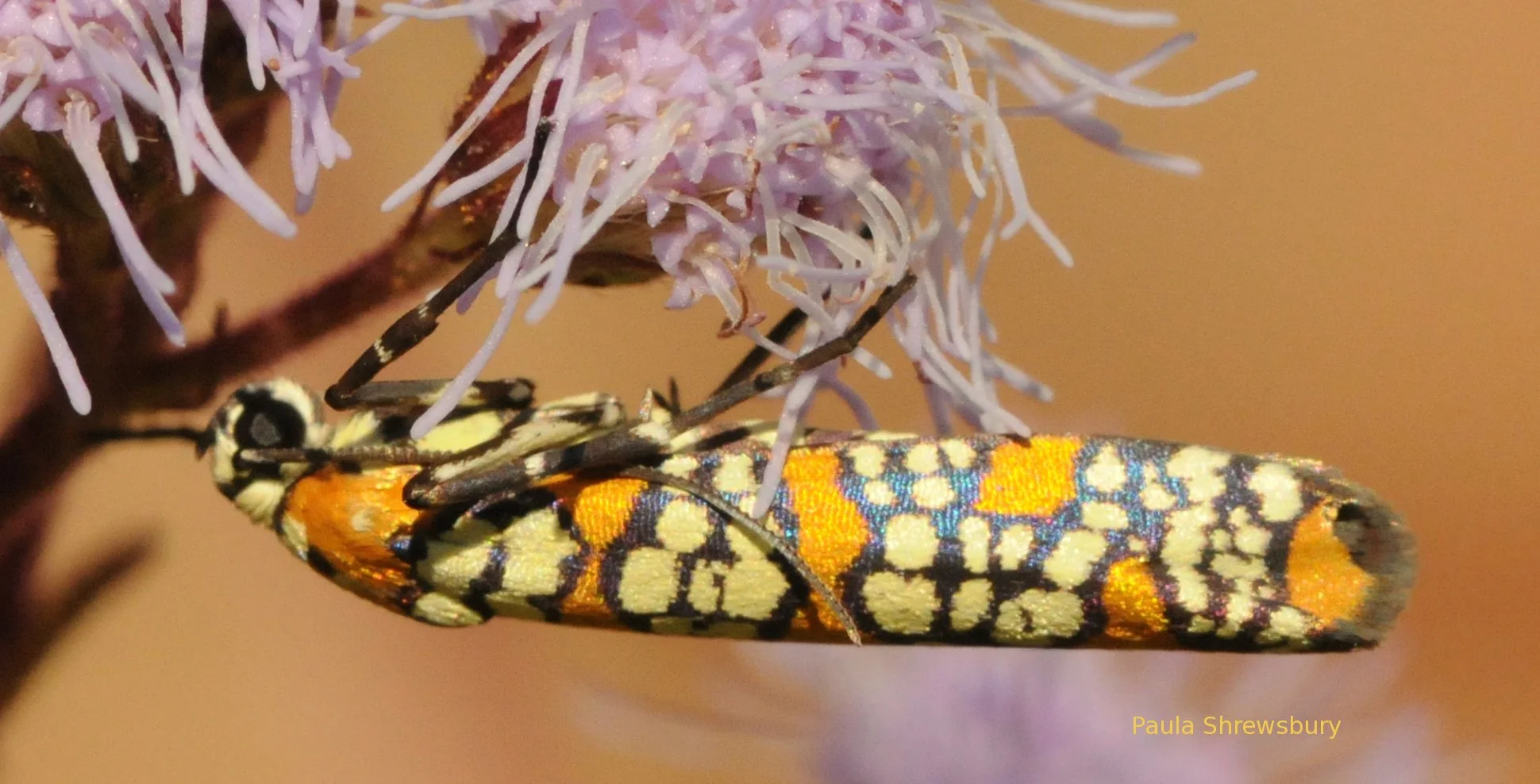 Aposematic autumn moths: Yellow-collared scape moth, Cisseps ...