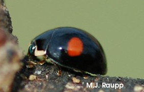 White, waxy ladies - Hyperaspis ladybugs — Bug of the Week