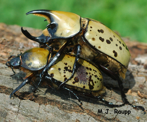 Bugs in love: lovebugs and kissing bugs — Bug of the Week