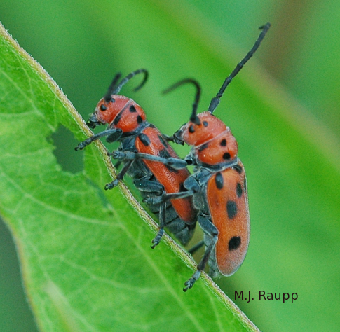 Bugs in love: lovebugs and kissing bugs — Bug of the Week