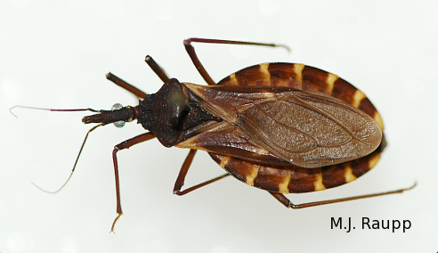 Bugs in love: lovebugs and kissing bugs — Bug of the Week