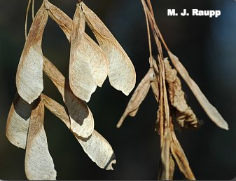 Red and black, Boxelder bugs: Boisea trivittatus — Bug of the Week