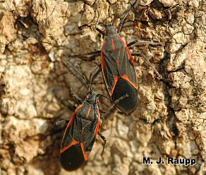 Red and black, Boxelder bugs: Boisea trivittatus — Bug of the Week