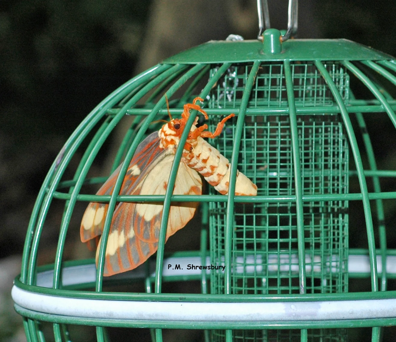 Silkmoth Season, Part 2: A royal welcome – Royal Walnut Moth ...