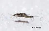 Winter stoneflies: Families Taenioptergidae and Capniidae — Bug of the Week