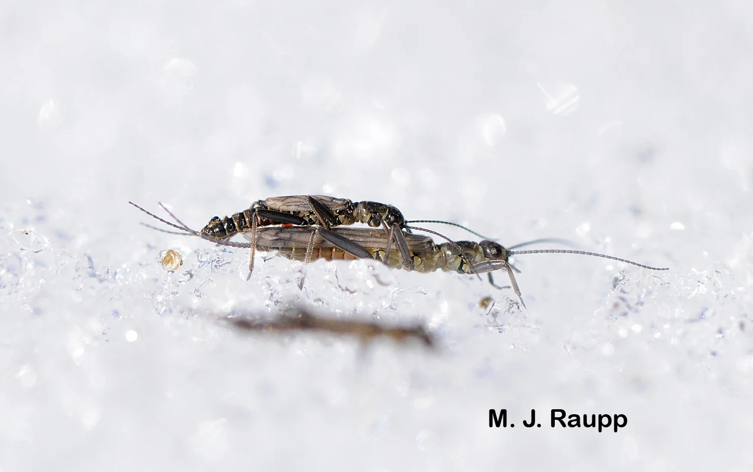 Winter stoneflies: Families Taenioptergidae and Capniidae — Bug of the Week