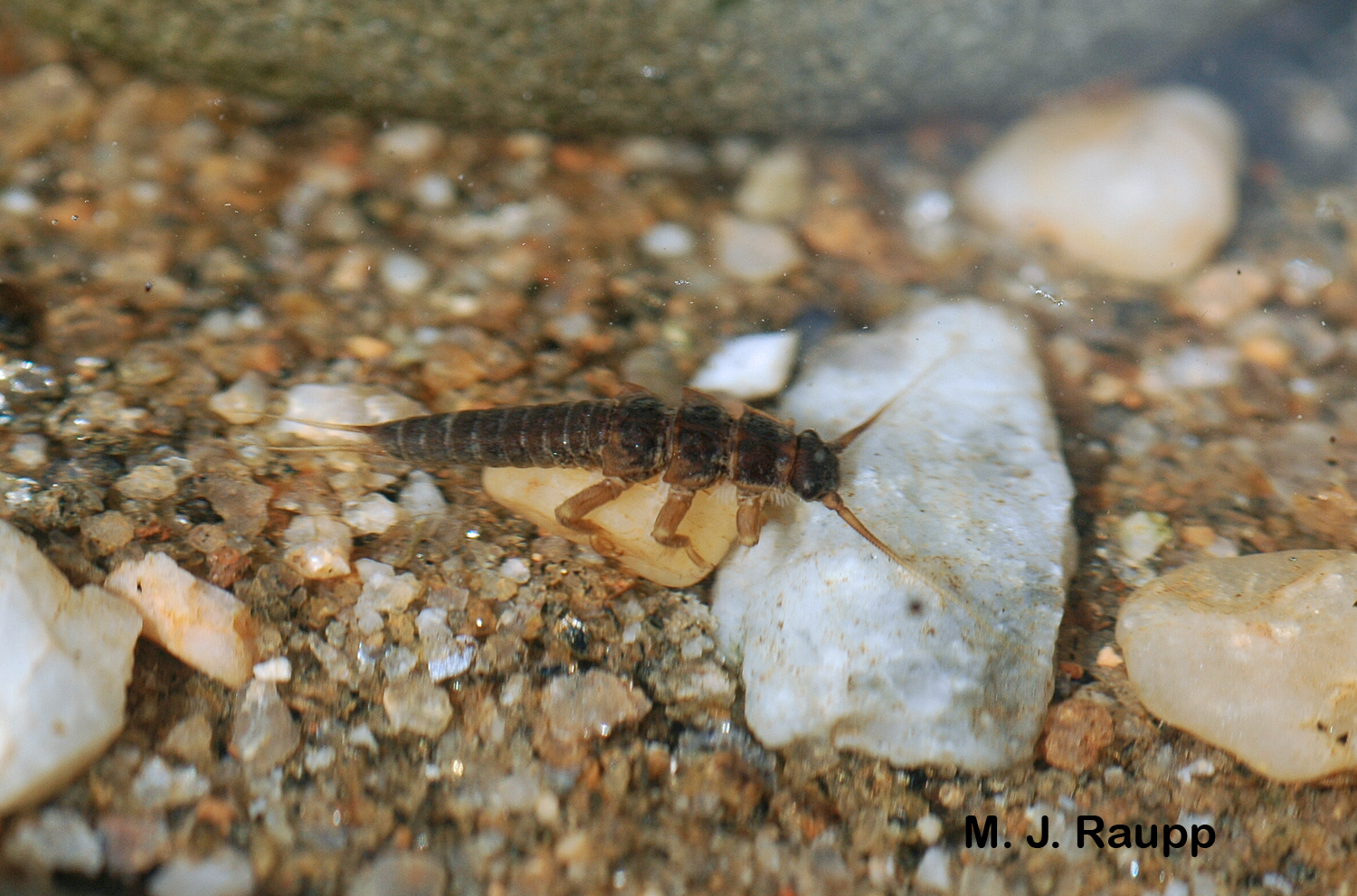Winter stoneflies: Families Taenioptergidae and Capniidae — Bug of the Week