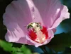 Mallow munchers: Mallow sawfly, Atomacera decepta — Bug of the Week
