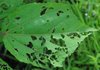 Mallow munchers: Mallow sawfly, Atomacera decepta — Bug of the Week