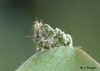 Tiny wolves in sheep’s clothing: Debris carrying lacewing larvae ...