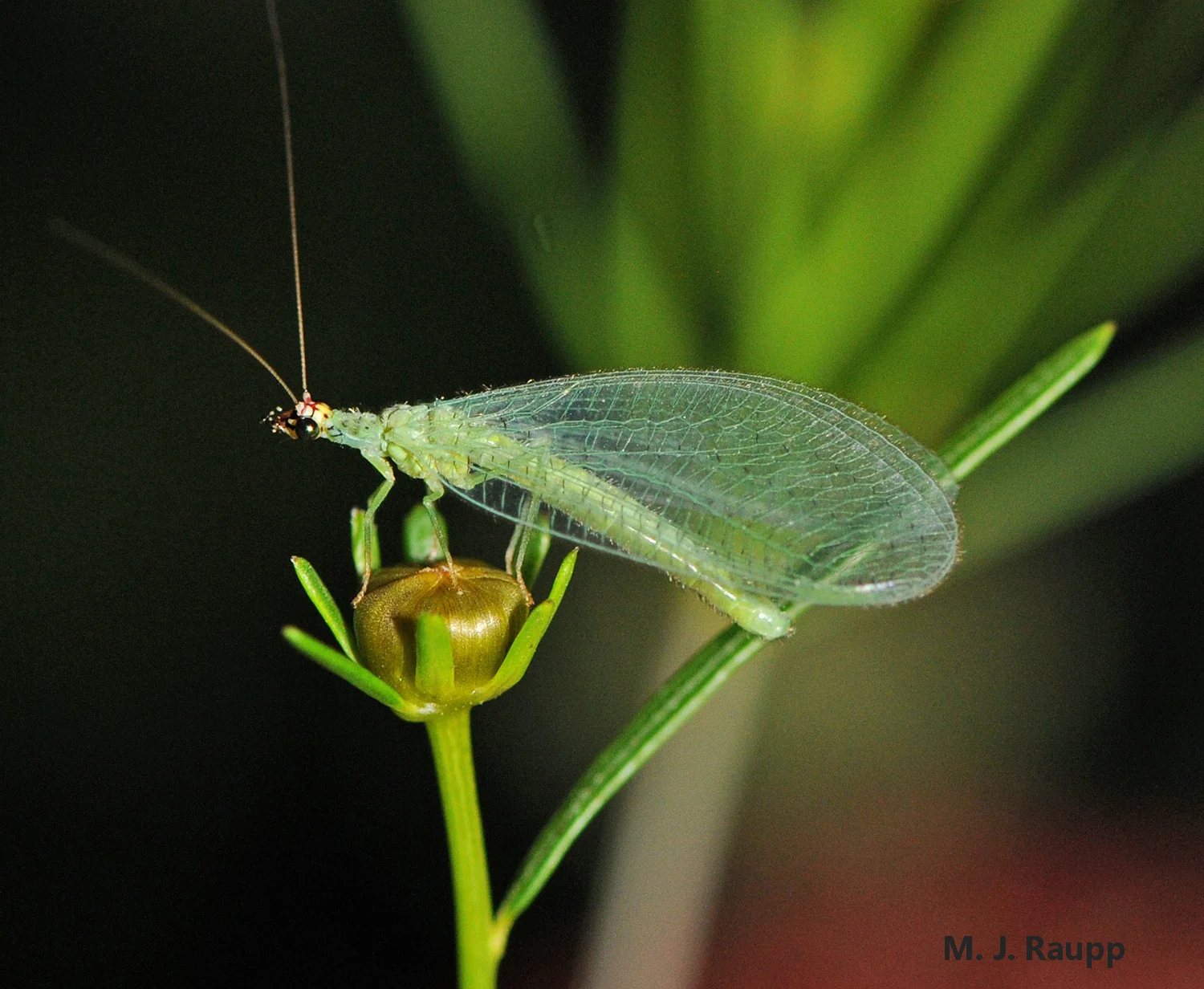 Tiny wolves in sheep’s clothing: Debris carrying lacewing larvae ...