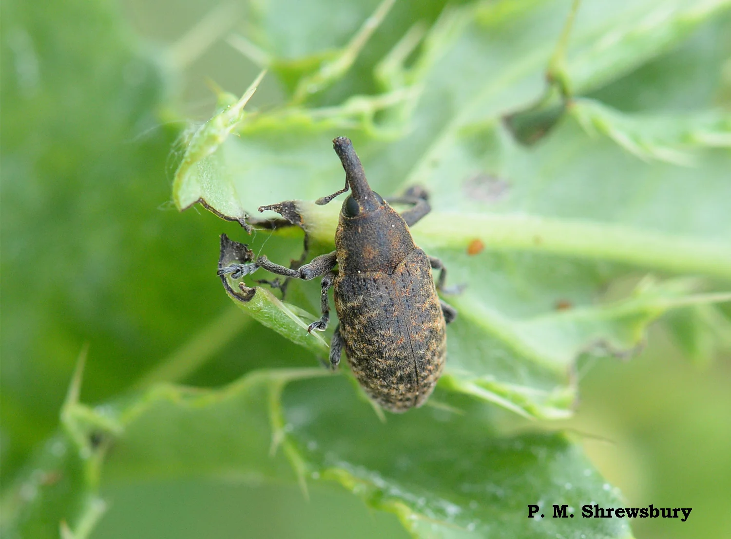 Eaters of thistles: Thistle tortoise beetle, Cassida rubiginosa, and ...