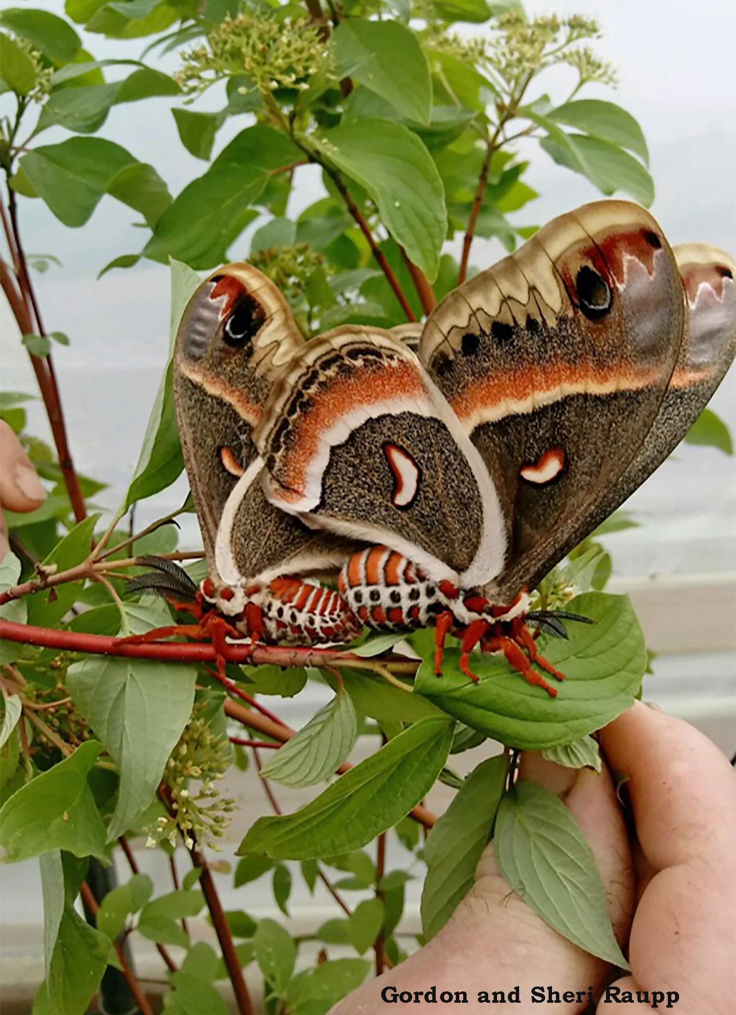 A season of silk moths continues with Cecropia moth, Hyalophora ...