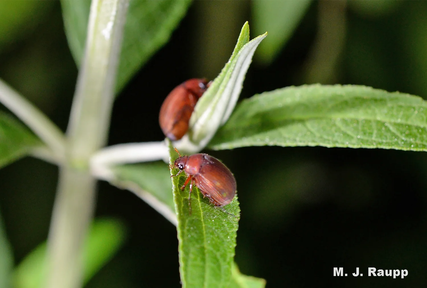 Beetles that go bump in the night: Asiatic Garden Beetles, Maladera ...