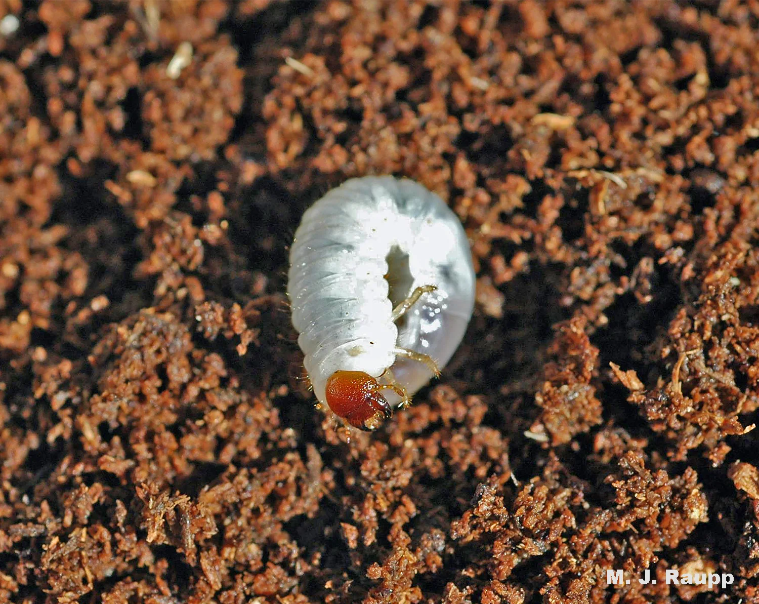 Beetles that go bump in the night: Asiatic Garden Beetles, Maladera ...