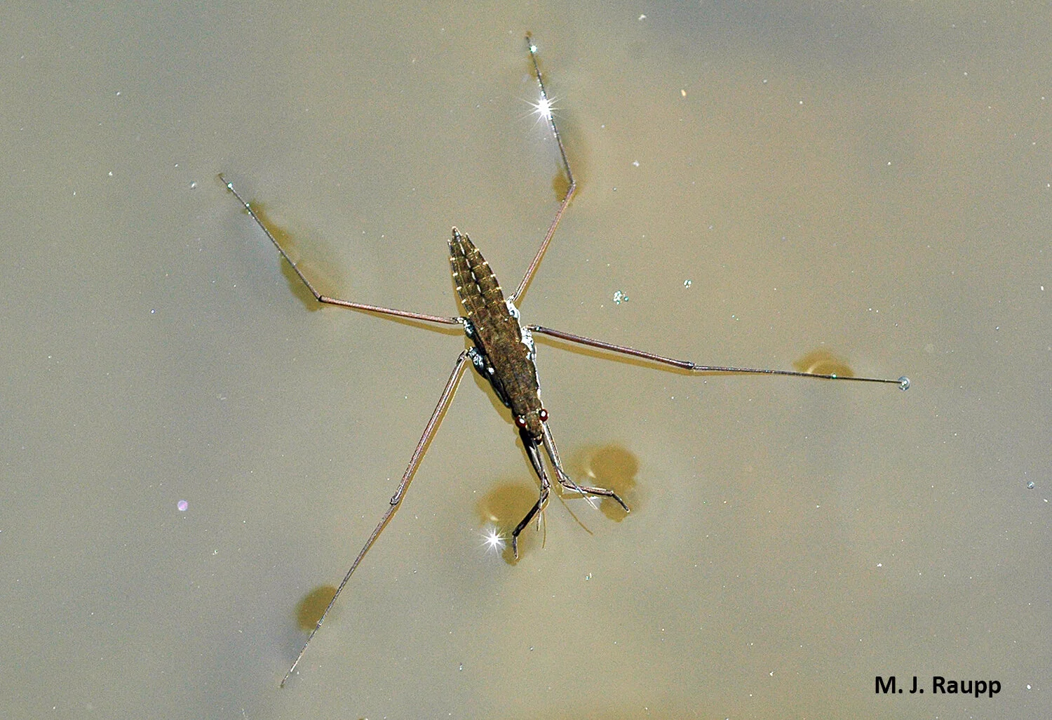 Walkin’ on water: Water striders, Gerridae — Bug of the Week