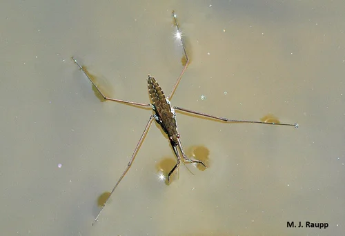 Walkin’ on water: Water striders, Gerridae — Bug of the Week