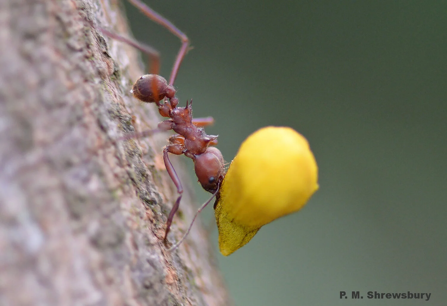 Rainforest Ants 1 - Tropical fungus farmers: Leafcutter ants, Atta and ...