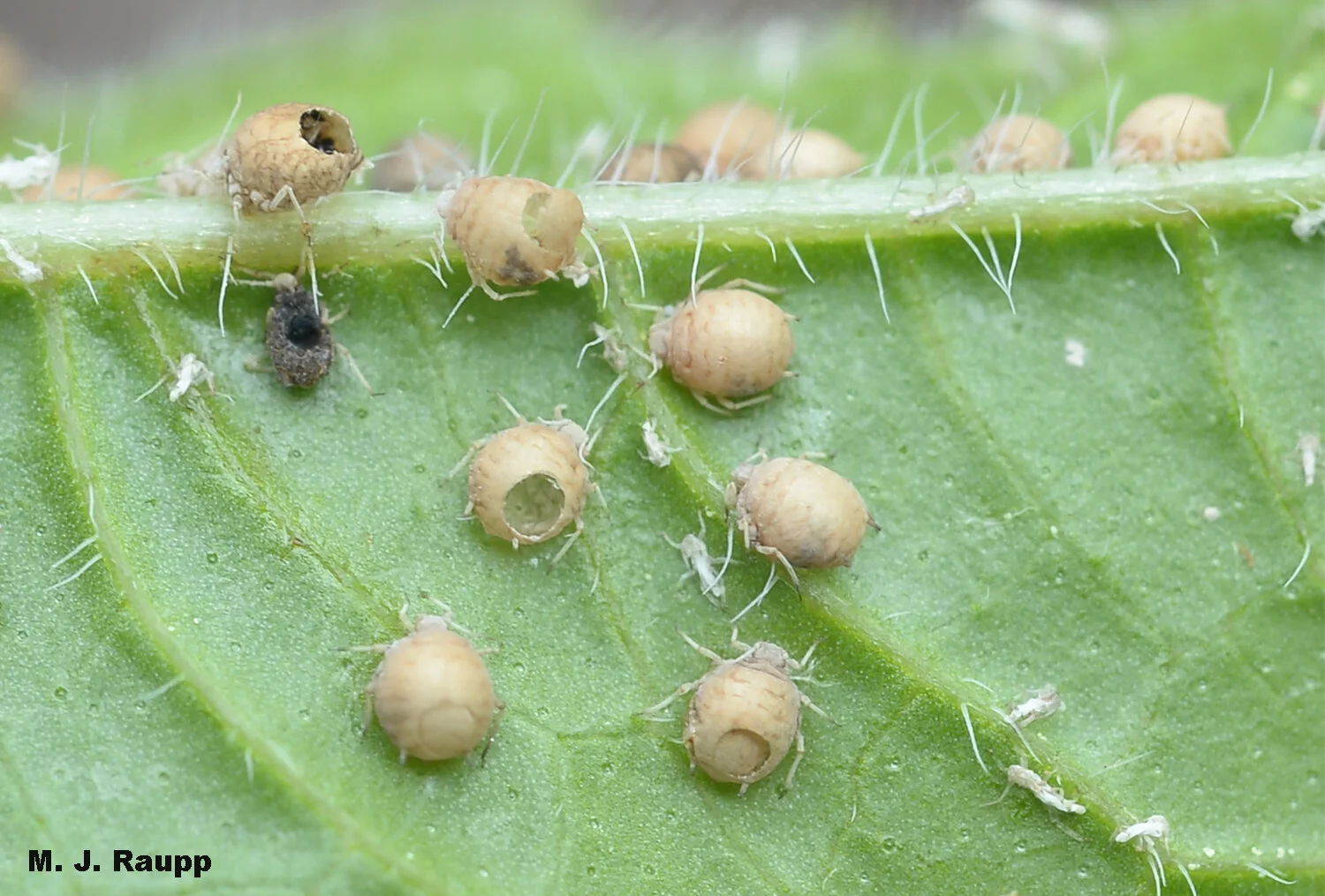 What’s up when aphids have a hole in their rear end: Tiny parasitic ...